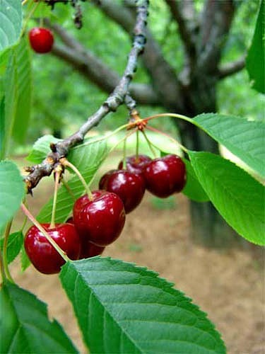 Κερασιές - Garden Center