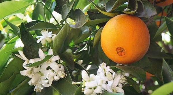 Orange Tree Varieties
